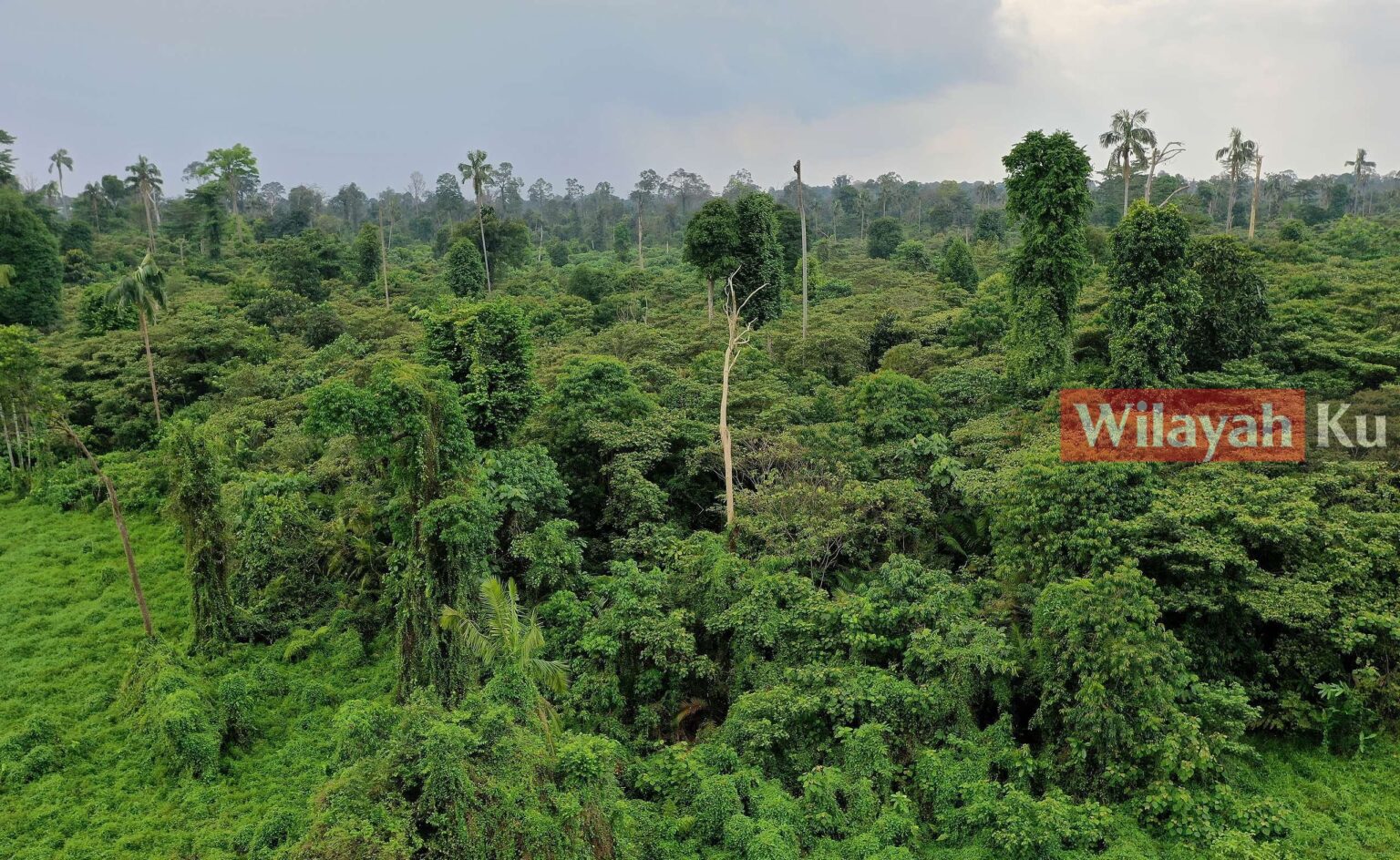 Lindungi hutan untuk imbangi ekosistem &alam semula jadi | WilayahKu