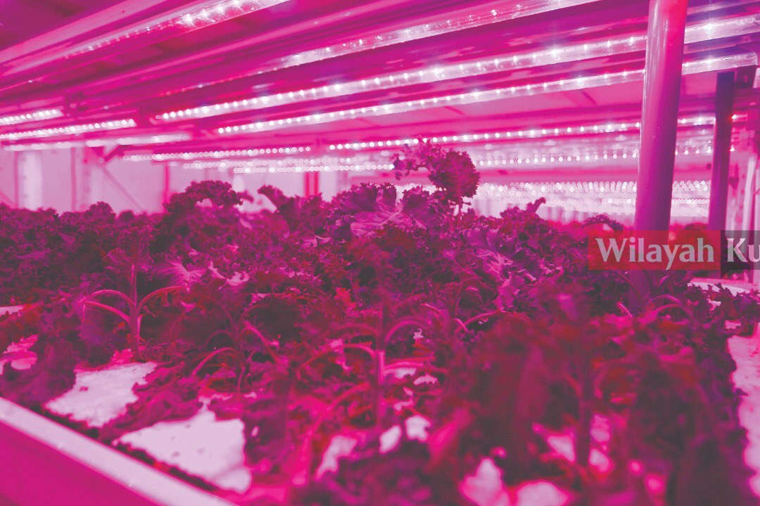 Dari logistik ke industri pertanian, plant factory MARDI jadi pilihan ...