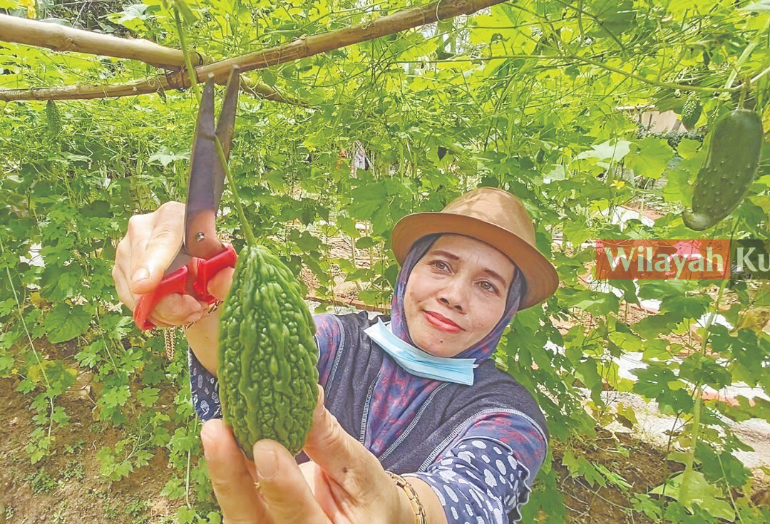 Green kit MARDI bantu kurangkan separuh perbelanjaan dapur | WilayahKu