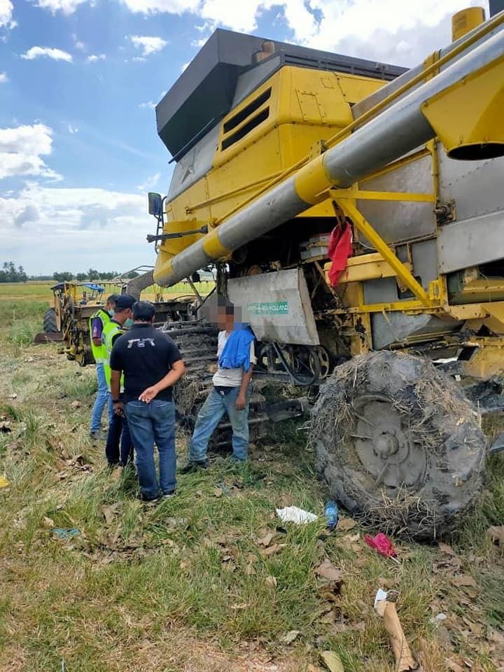 musim padi | WilayahKu
