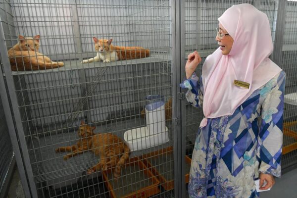Taman Kucing Madani bantu kucing jalanan | WilayahKu