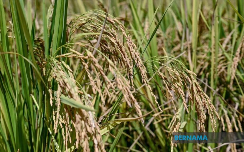 NAFAS komited bantu kerajaan tangani isu bekalan Beras Putih Tempatan | WilayahKu