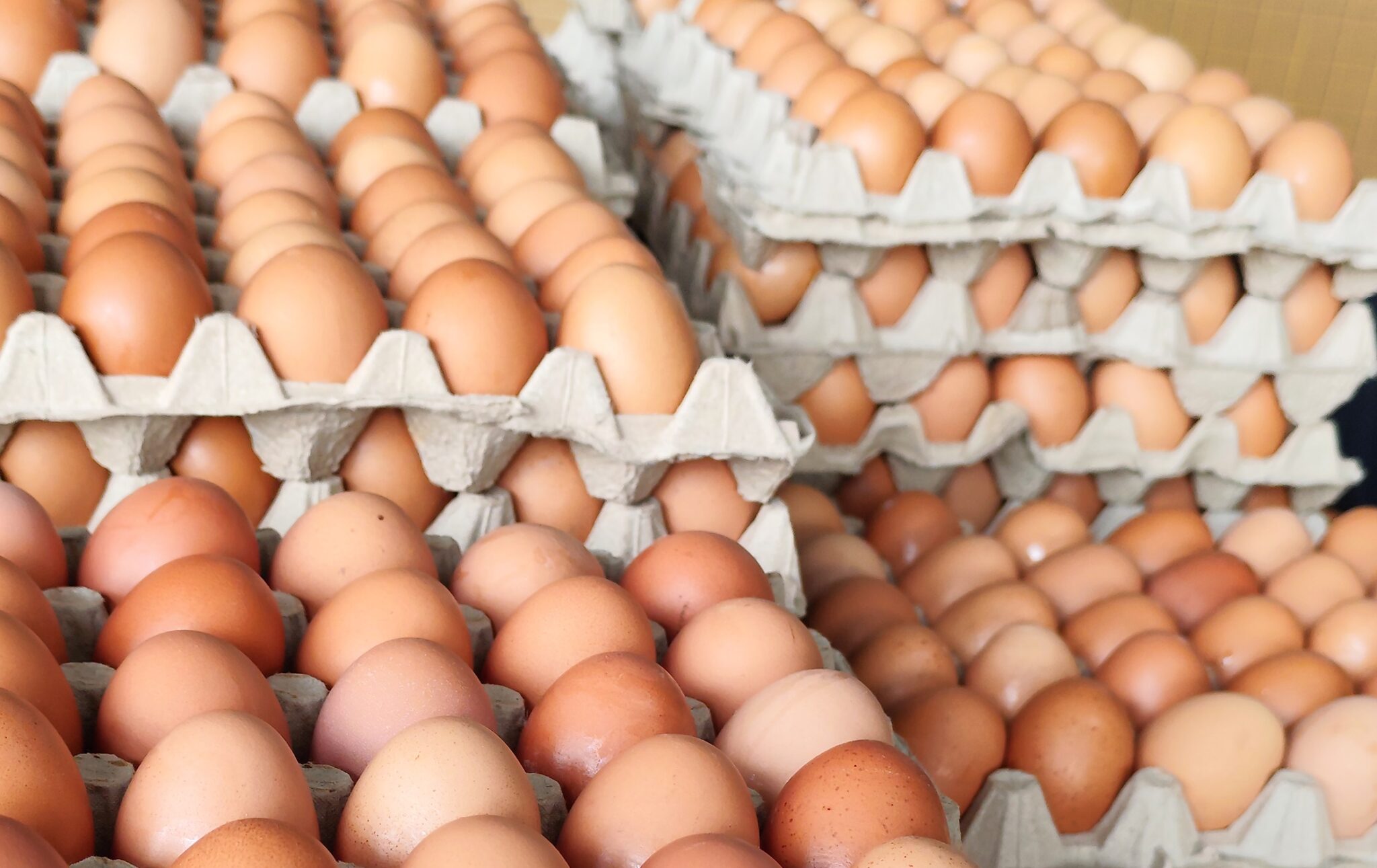 Penurunan harga telur beri kelegaan kepada pengguna | WilayahKu