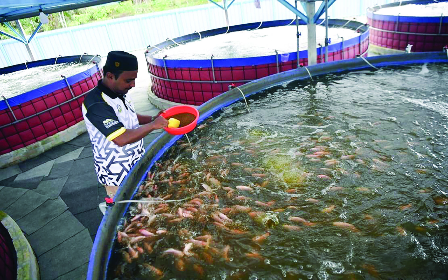 Ternakan ikan guna sistem bioflok | WilayahKu